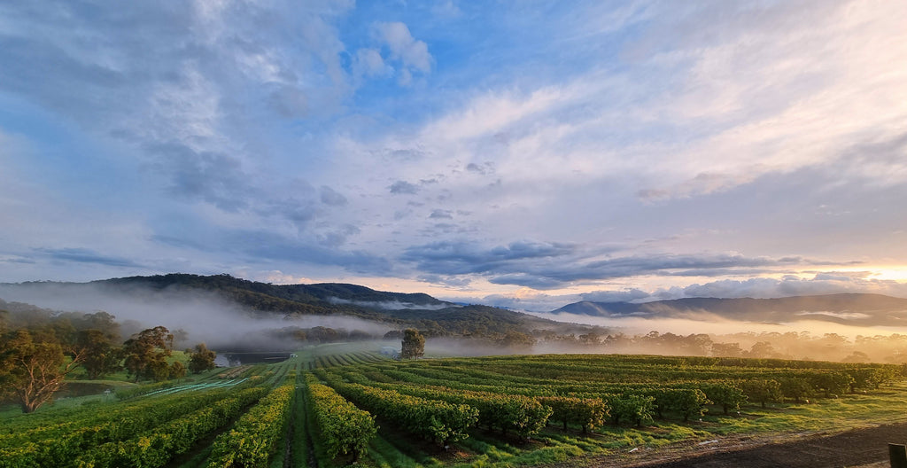 Why Cherry Trees Need 700 Chill Hours – Yarra Valley Cherries